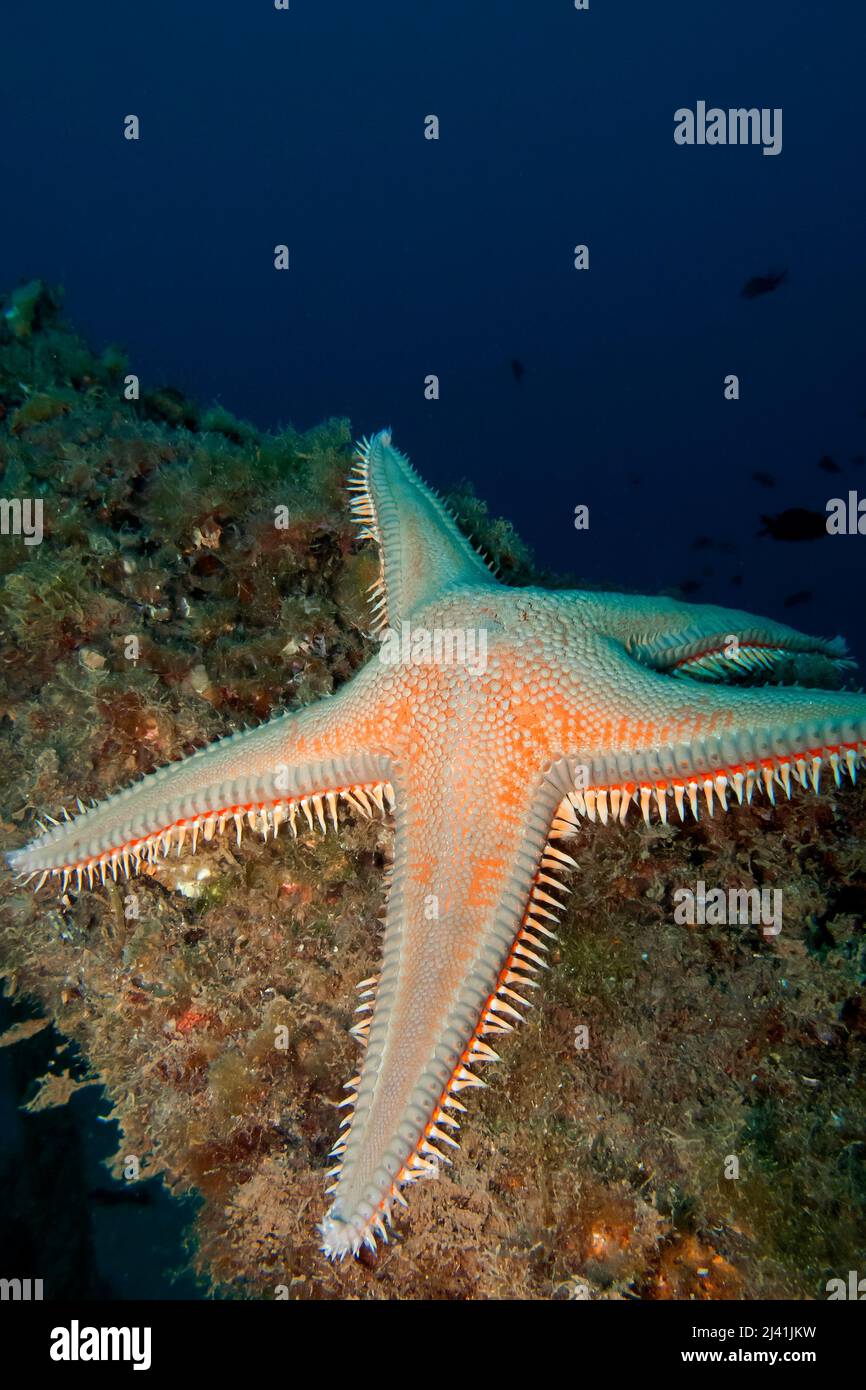 Sea Star, Starfish, Astropecten sp., Cabo Cope Puntas del Calnegre ...