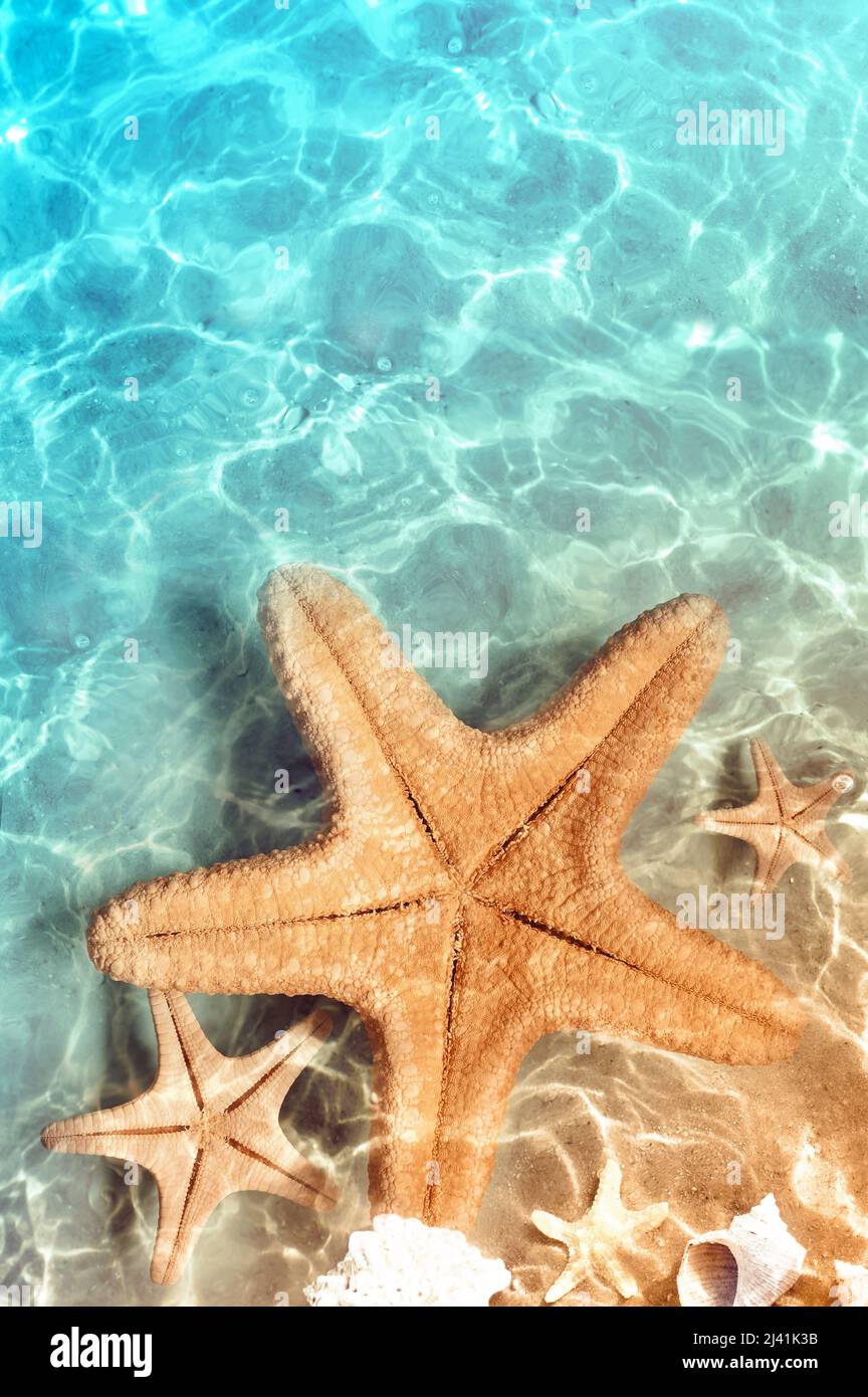 Starfish on the summer beach in sea water. Summer background. Summer ...