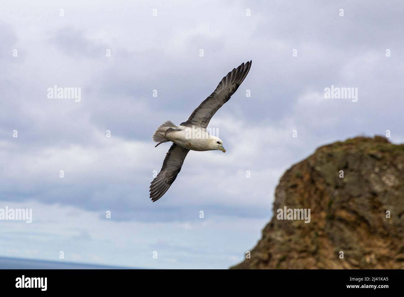 Fulmar gull in flight at Hell's Mouth, north coast, Cornwall Stock ...