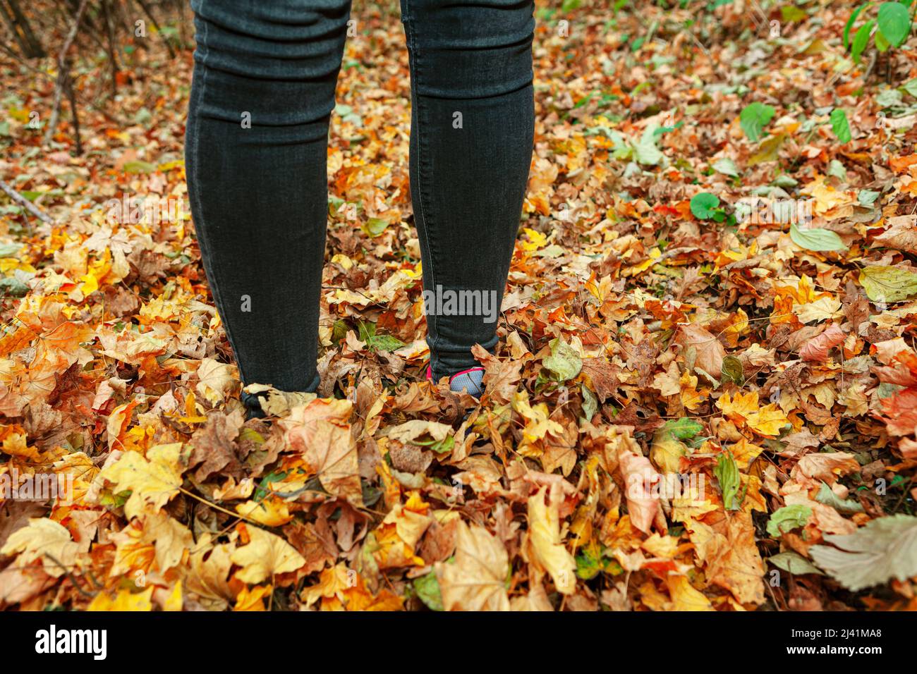 Legs in the autumn leaves . Walking in the fall season Stock Photo - Alamy