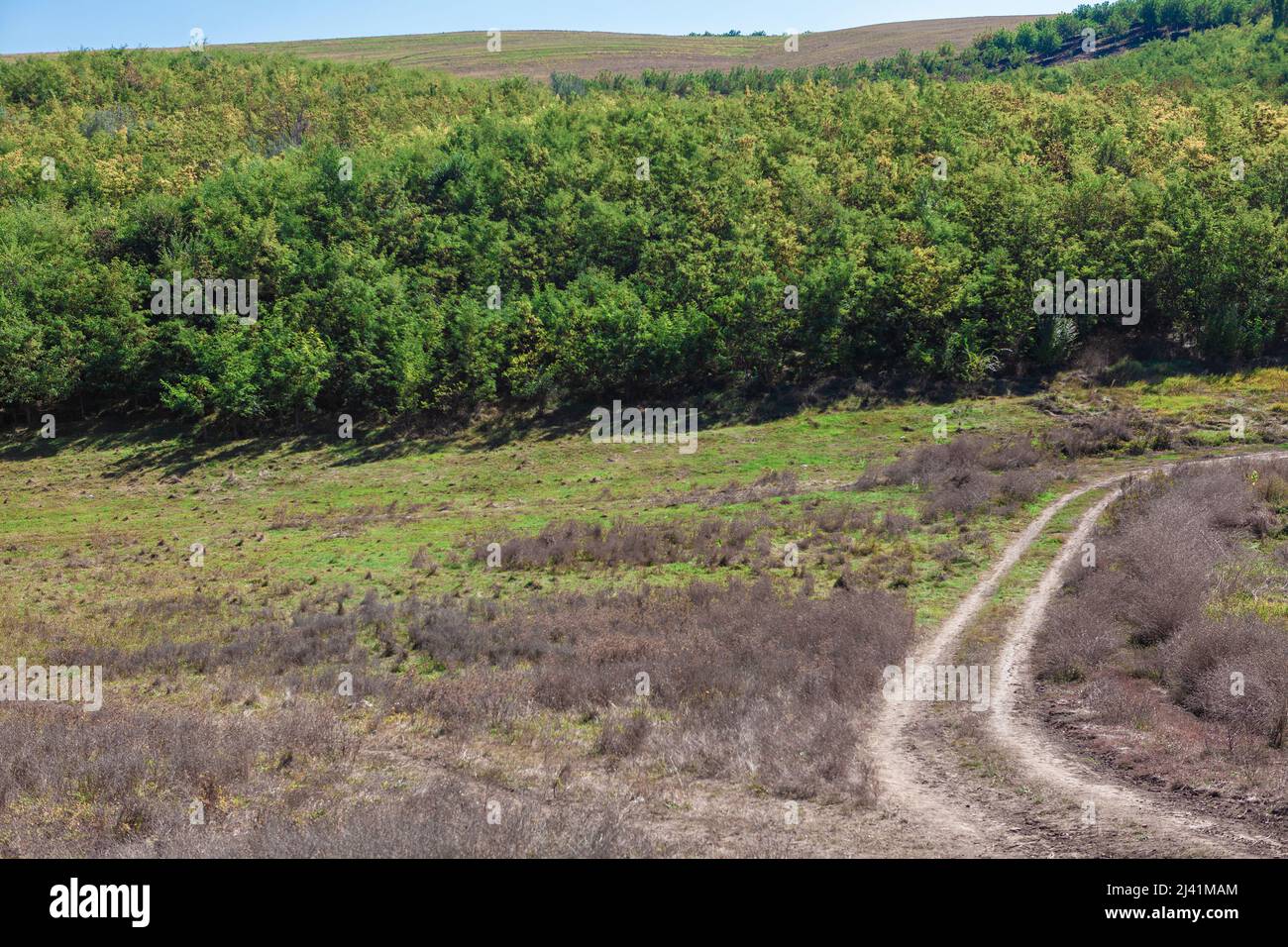 Country road and green forest . Path to nature Stock Photo - Alamy