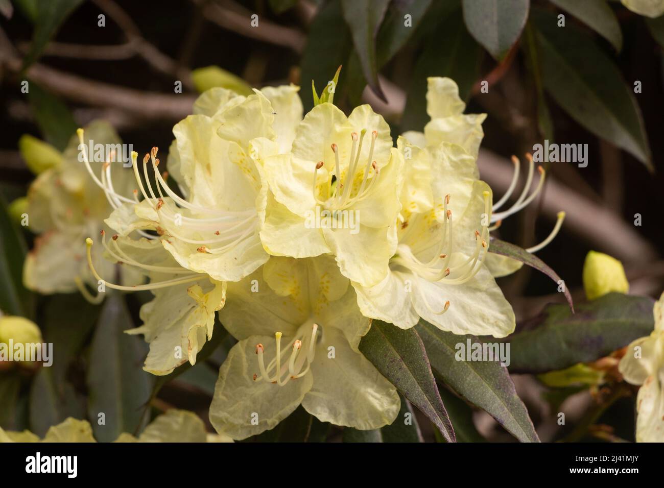 Yellow rhododendron flowers in a garden during spring Stock Photo - Alamy
