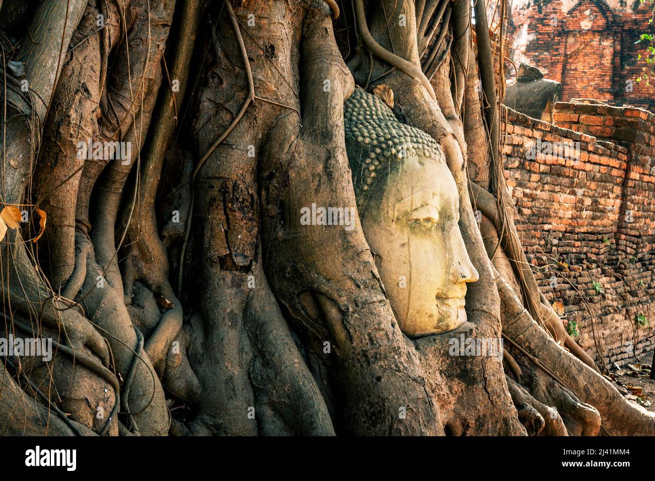 Buddha enlightenment tree art hi-res stock photography and images - Alamy