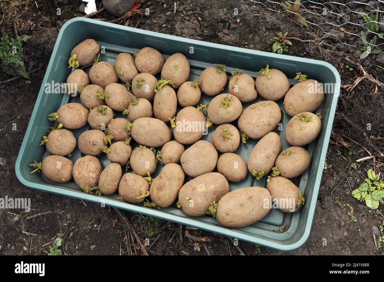 Sprouting potatoes ready for planting Stock Photo - Alamy
