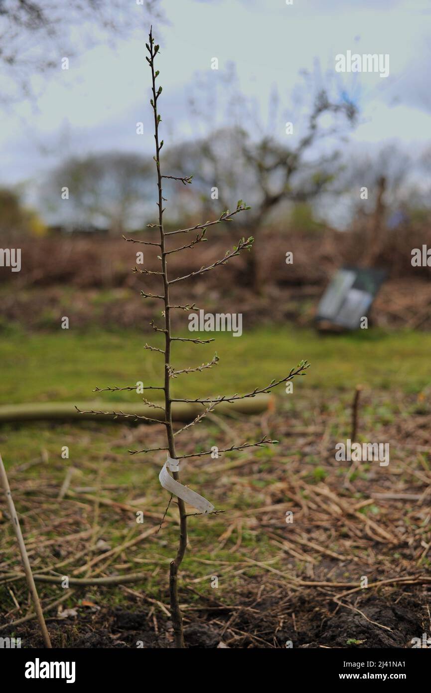 baby fruit tree in spring Stock Photo - Alamy