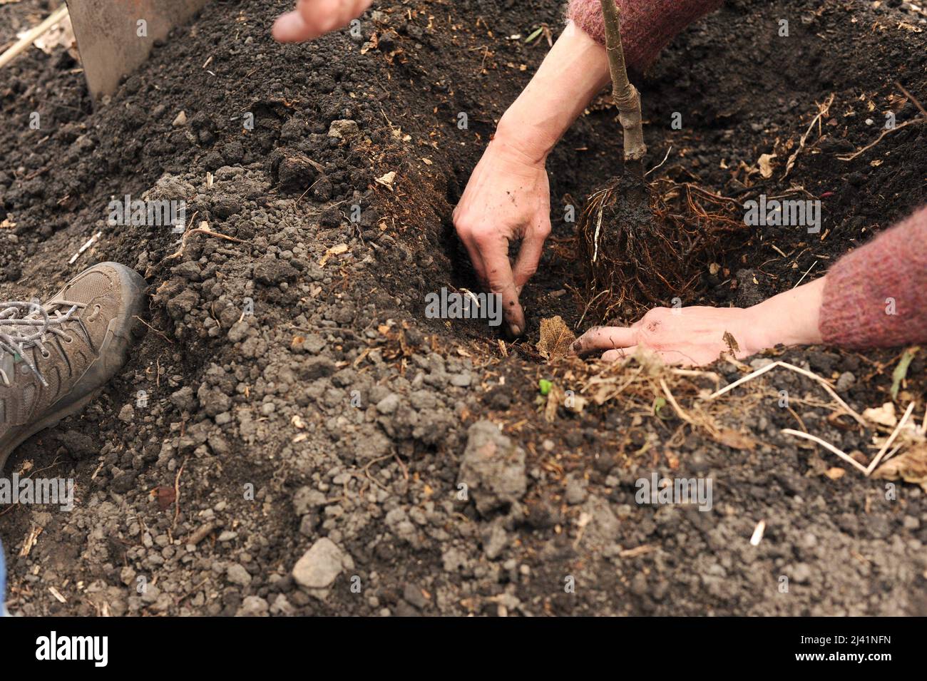 Hands clearing the soil for tree roots during planting Stock Photo - Alamy