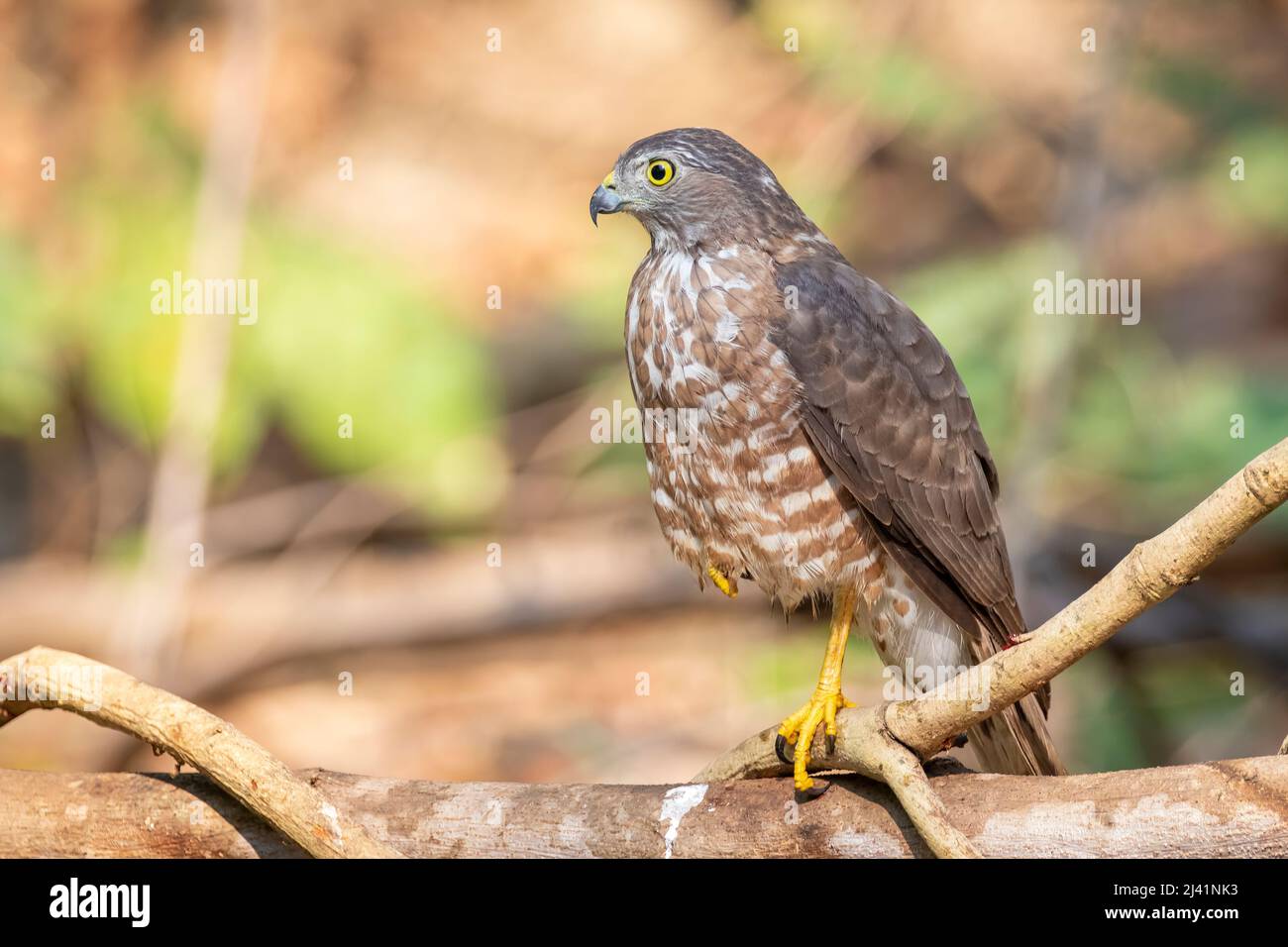 Image of Shikra Bird ( Accipiter badius) on a tree branch on nature ...