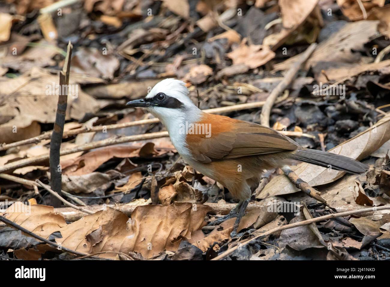 Image of White-crested Laughingthrush Bird on nature background ...