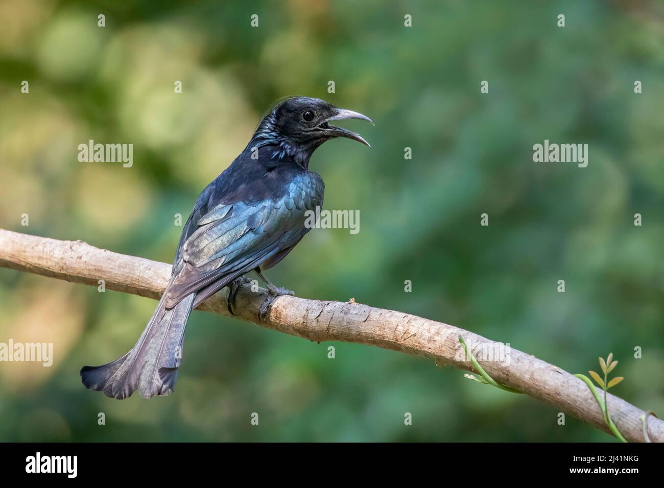 Image of Hair crested drongo bird on a tree branch on nature background ...