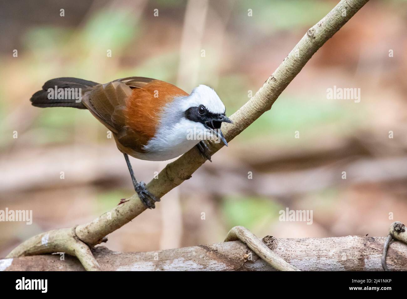 Image of White-crested Laughingthrush Bird on a tree branch on nature ...