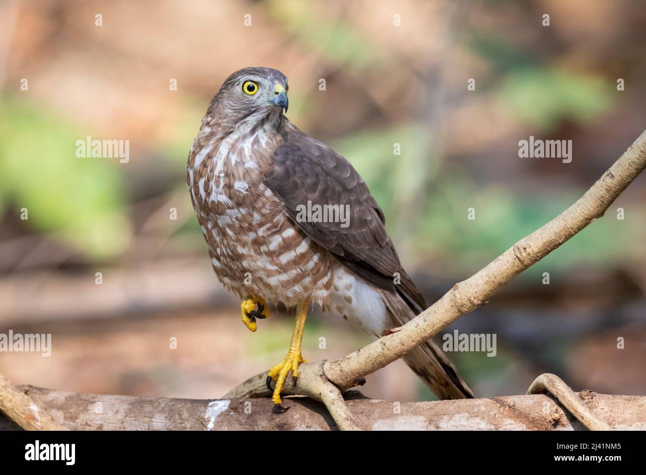 Image of Shikra Bird ( Accipiter badius) on a tree branch on nature ...