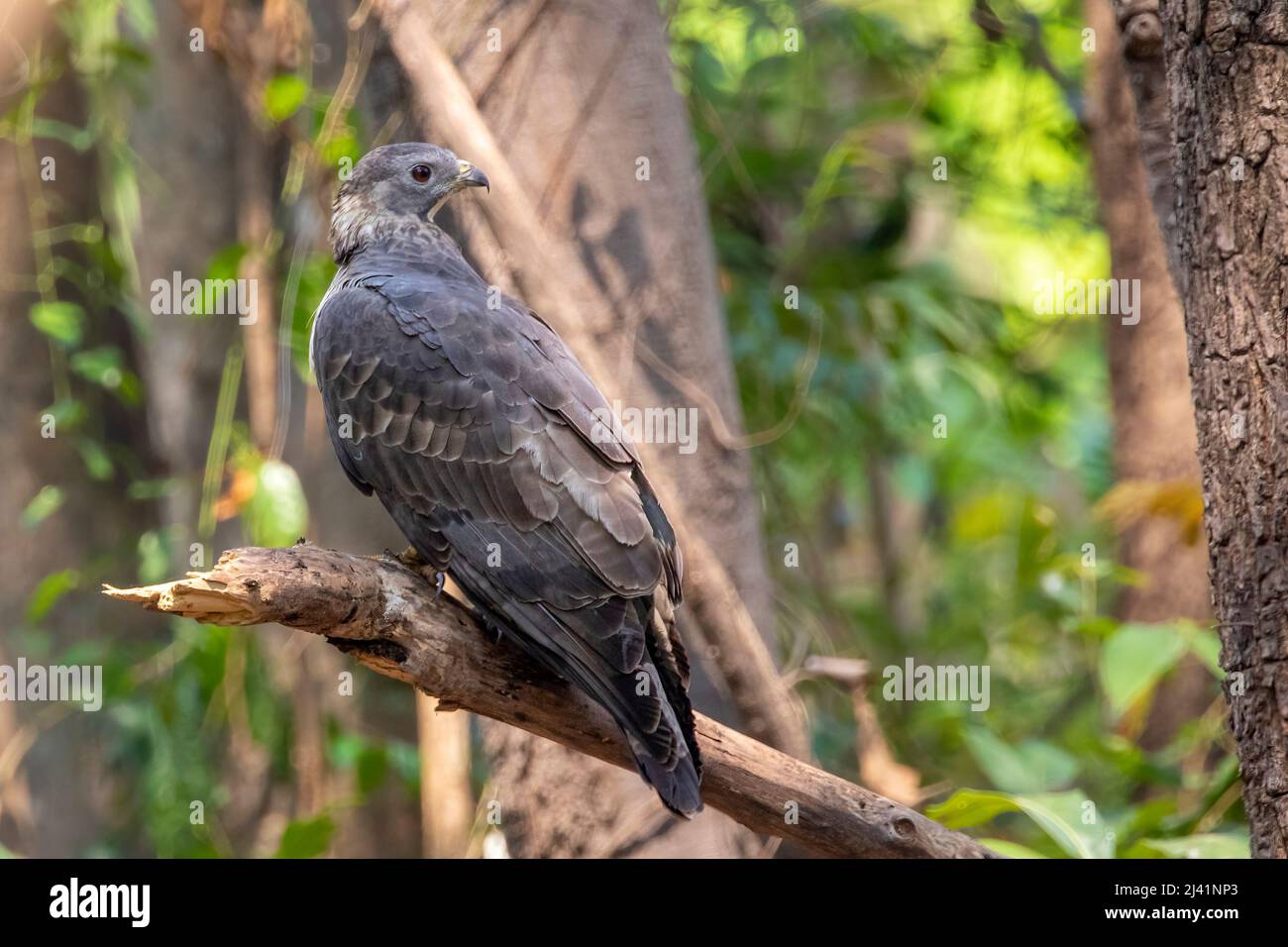 Image of oriental honey buzzard bird on a tree branch on nature ...