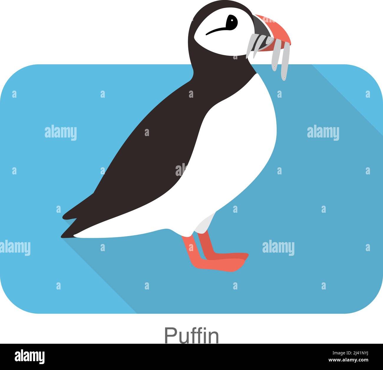 Iceland bird, flat cute puffin vector illustration Stock Vector Image ...