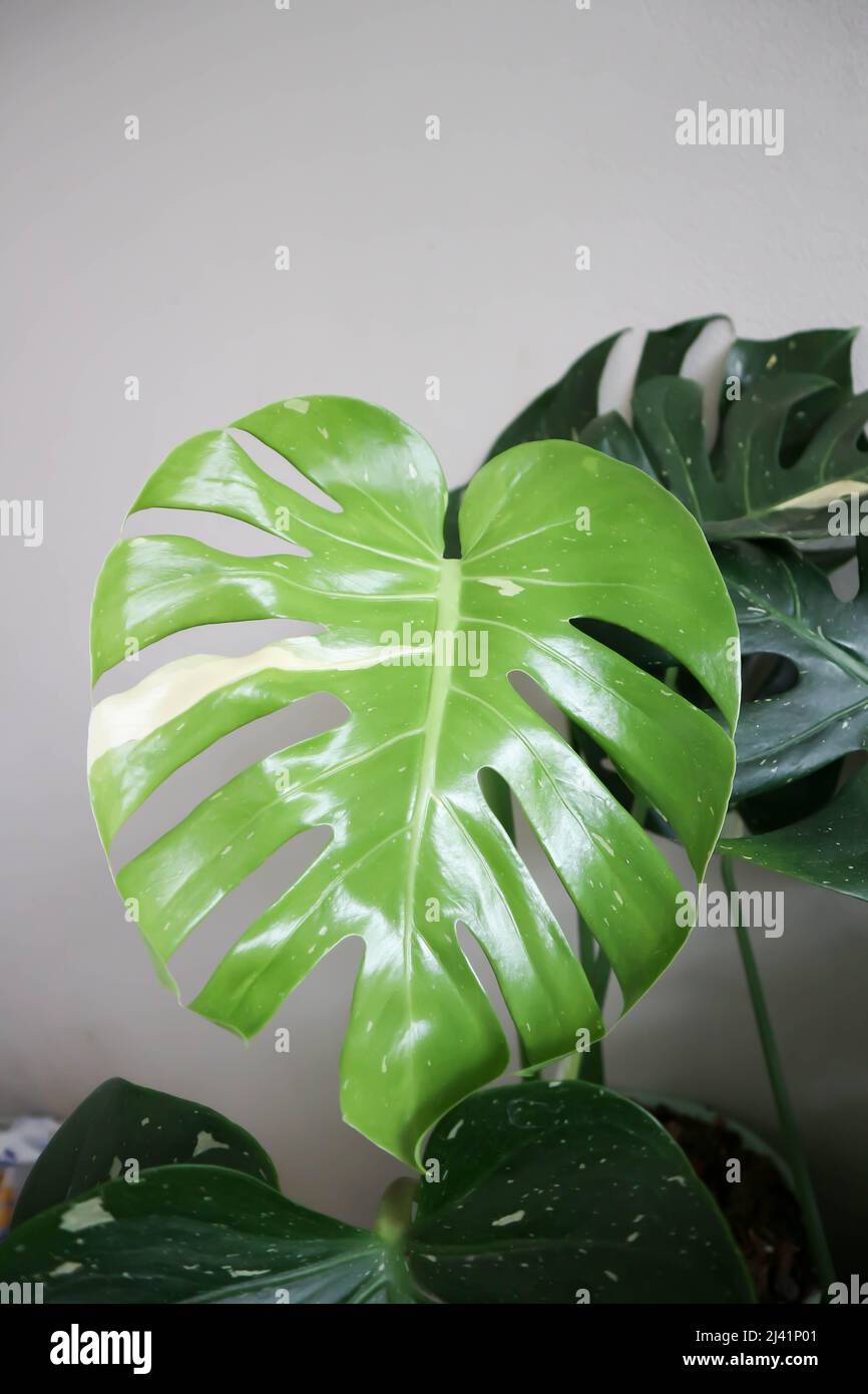 monstera thai constellation or Monstera, Hurricane plant or Swiss ...
