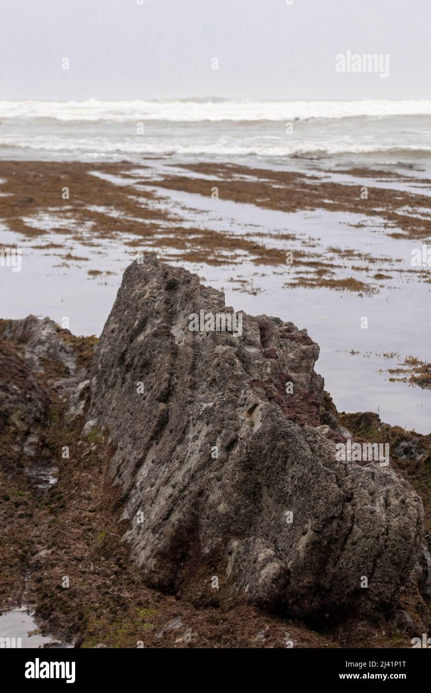 rocks with algae on the coast of the cantabrian sea in the basque ...
