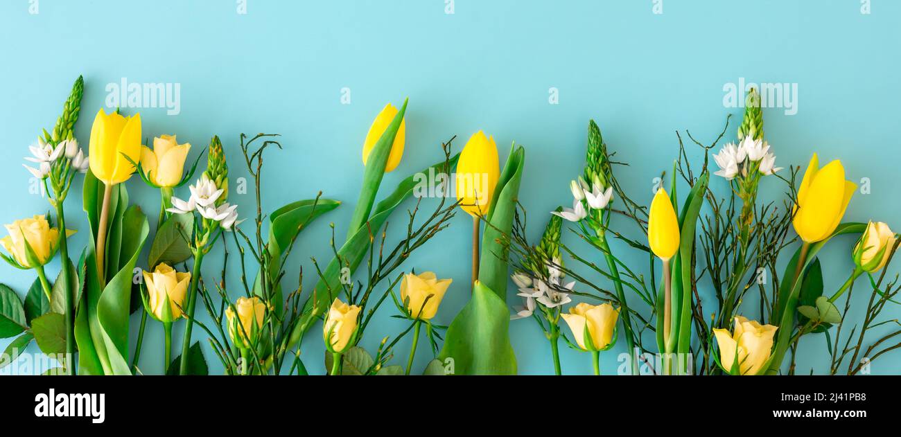 Yellow tulips on a blue background, flat lay Stock Photo - Alamy