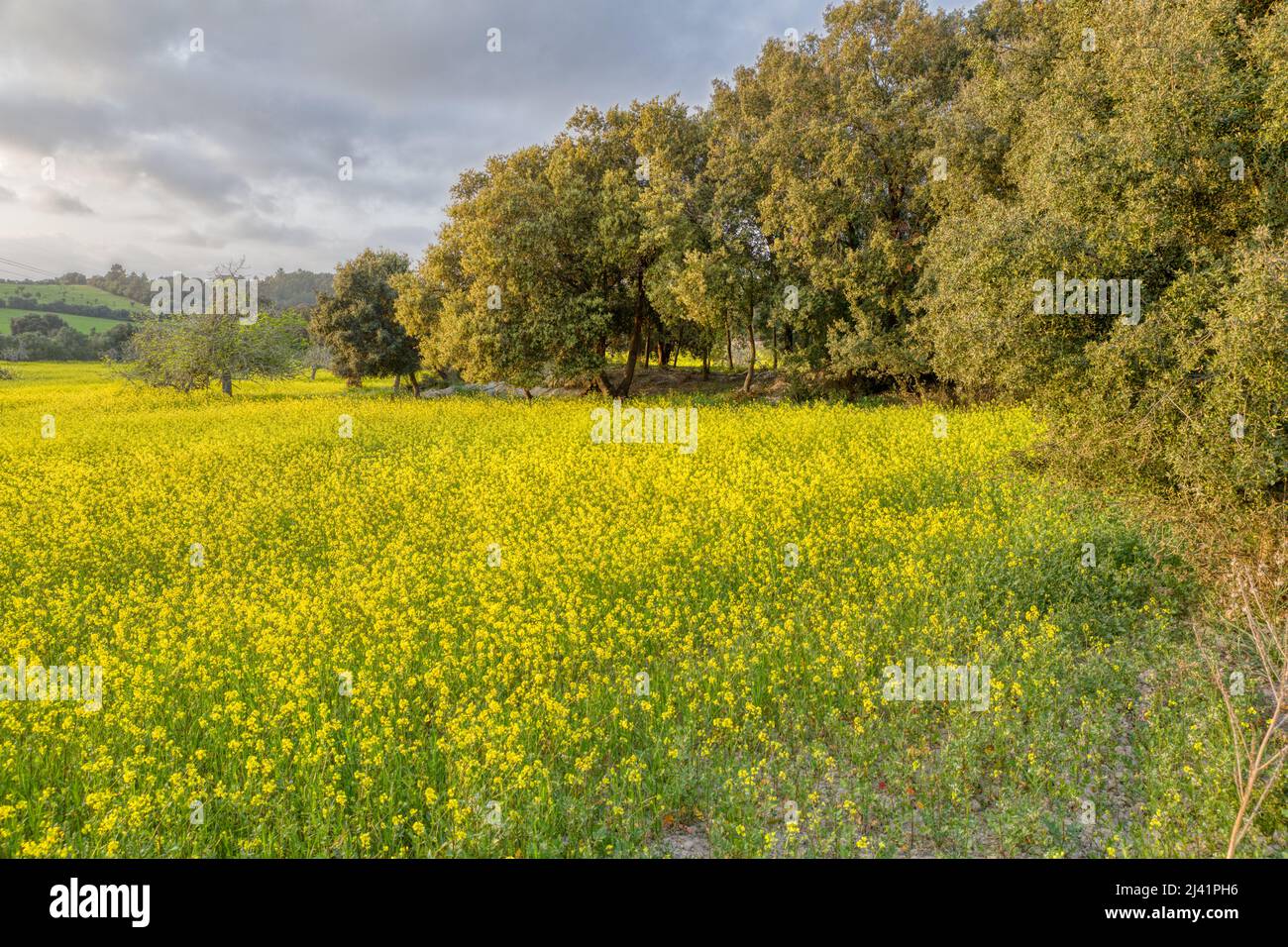 A yellow field close to oak forest in es Pla of Majorca. Llubí area ...