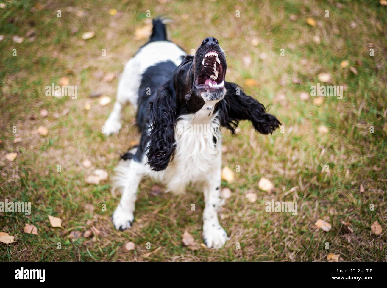 Are Russian Spaniel Aggressive