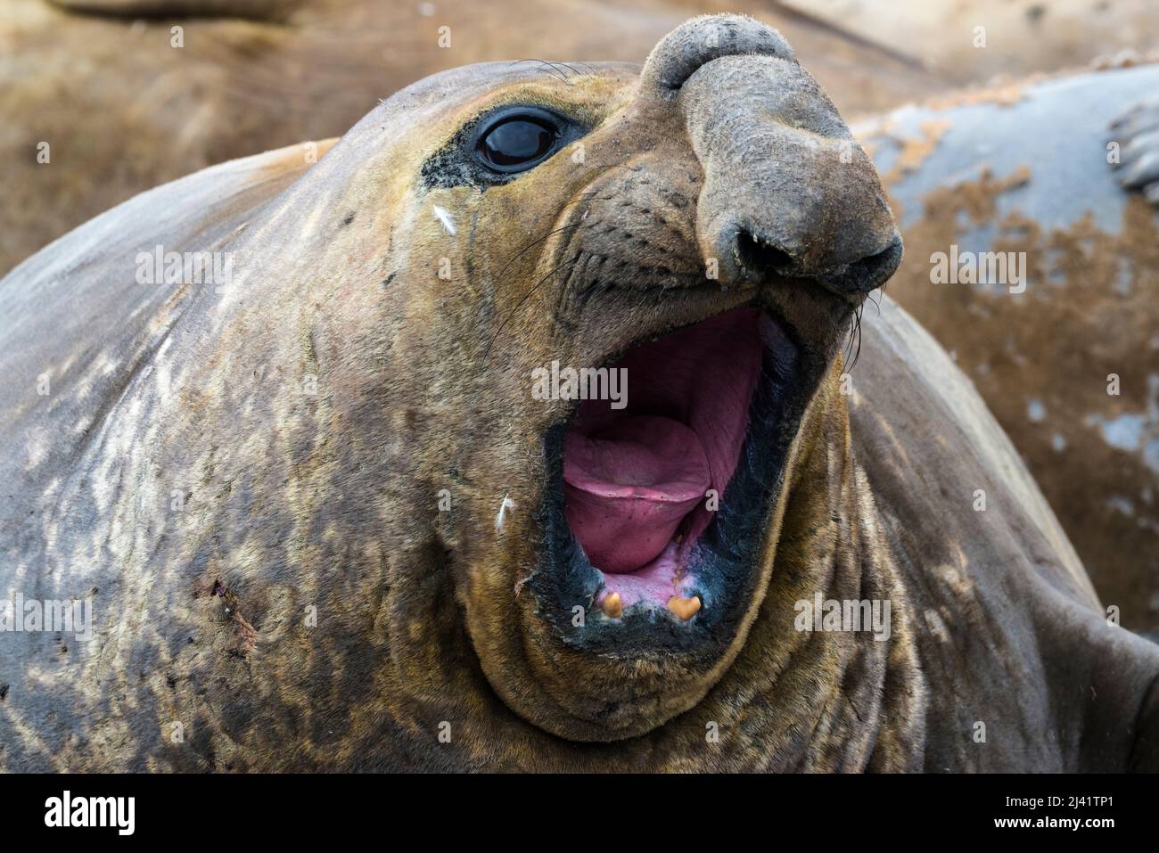 Yawning or growling, a southern elephant seal (Mirounga leonina) on the ...