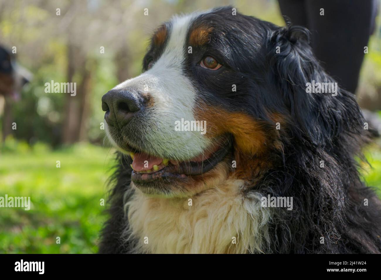 beautiful face of a berner Stock Photo - Alamy