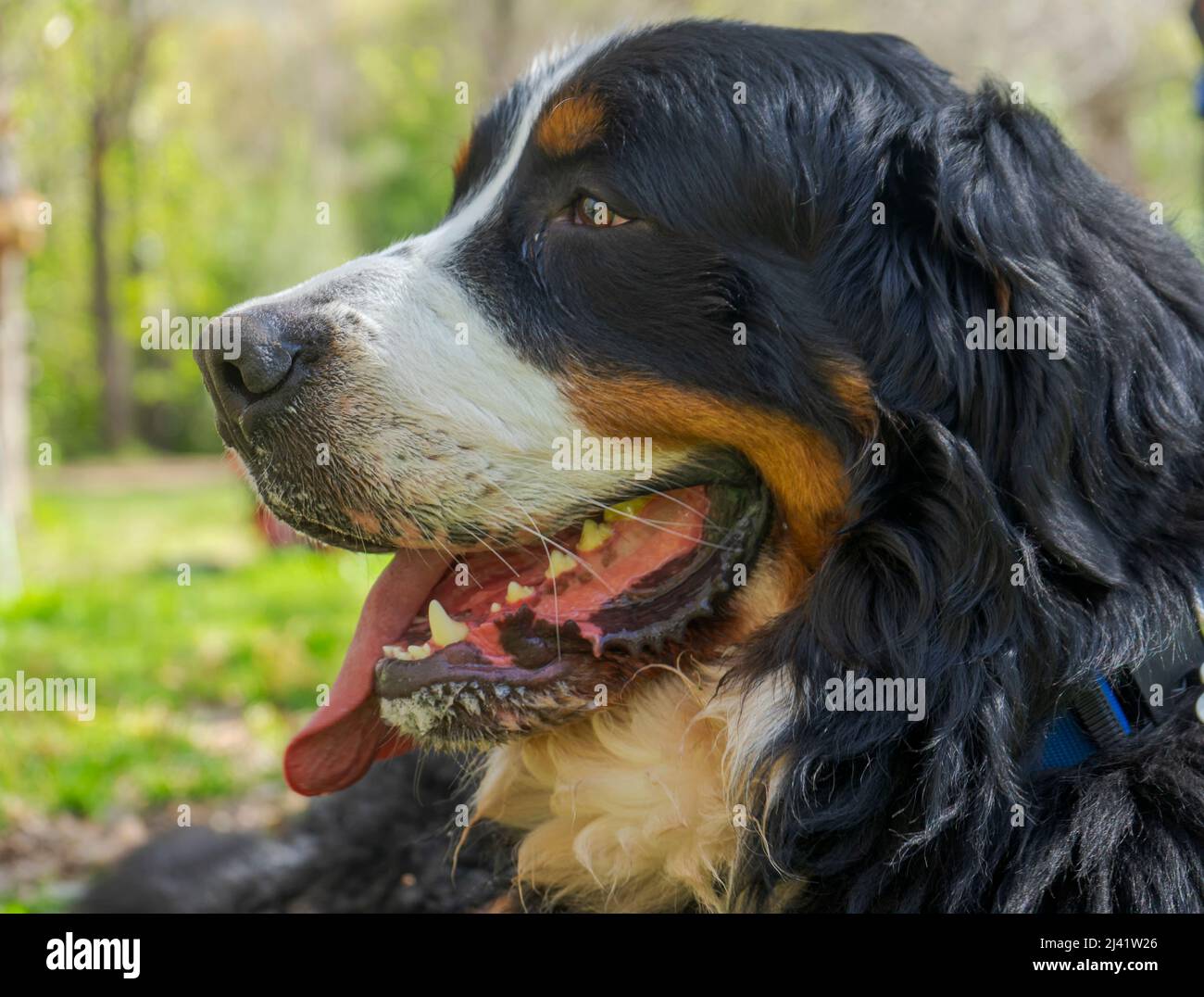 beautiful face of a berner Stock Photo - Alamy