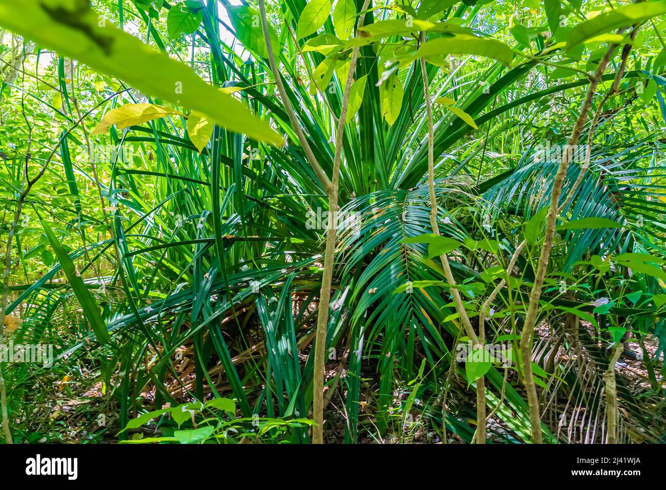 Zanzibar Jozani rain forest. Jozani-Chwaka Bay Conservation area ...