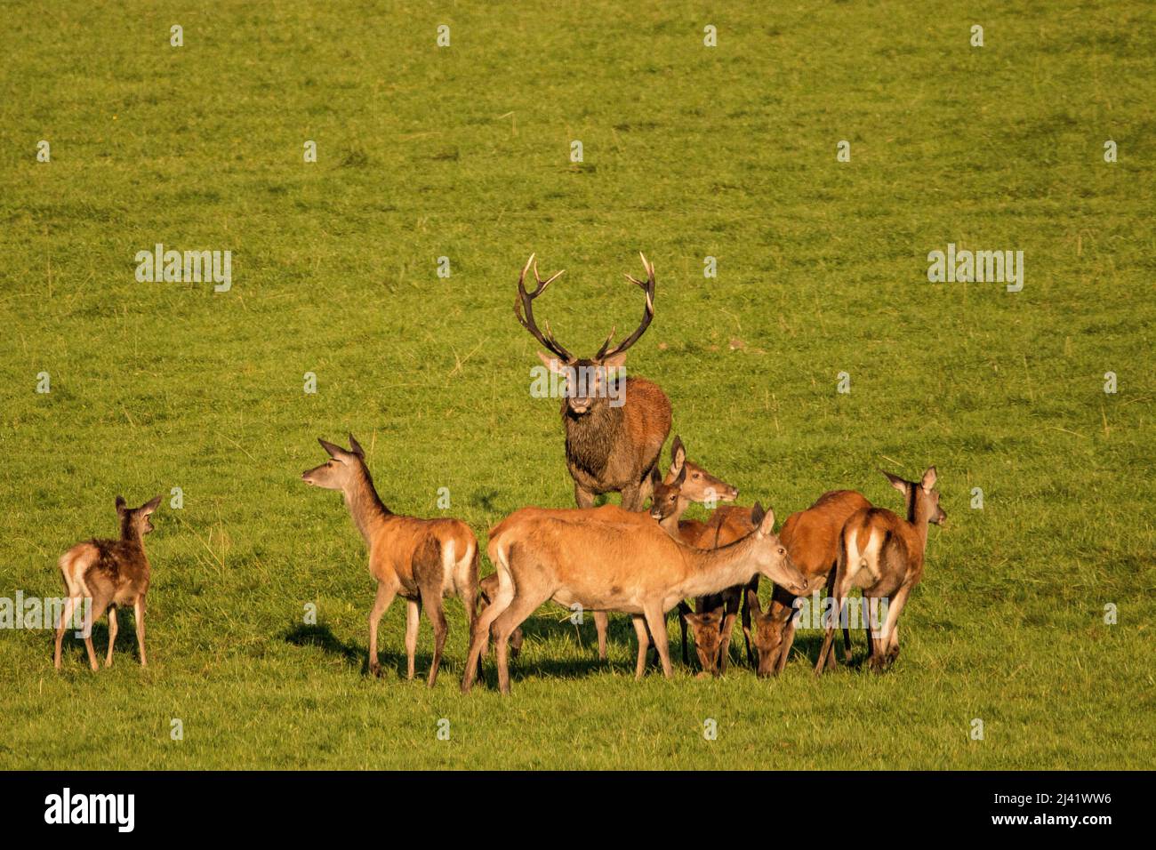 Big red deer hi-res stock photography and images - Alamy