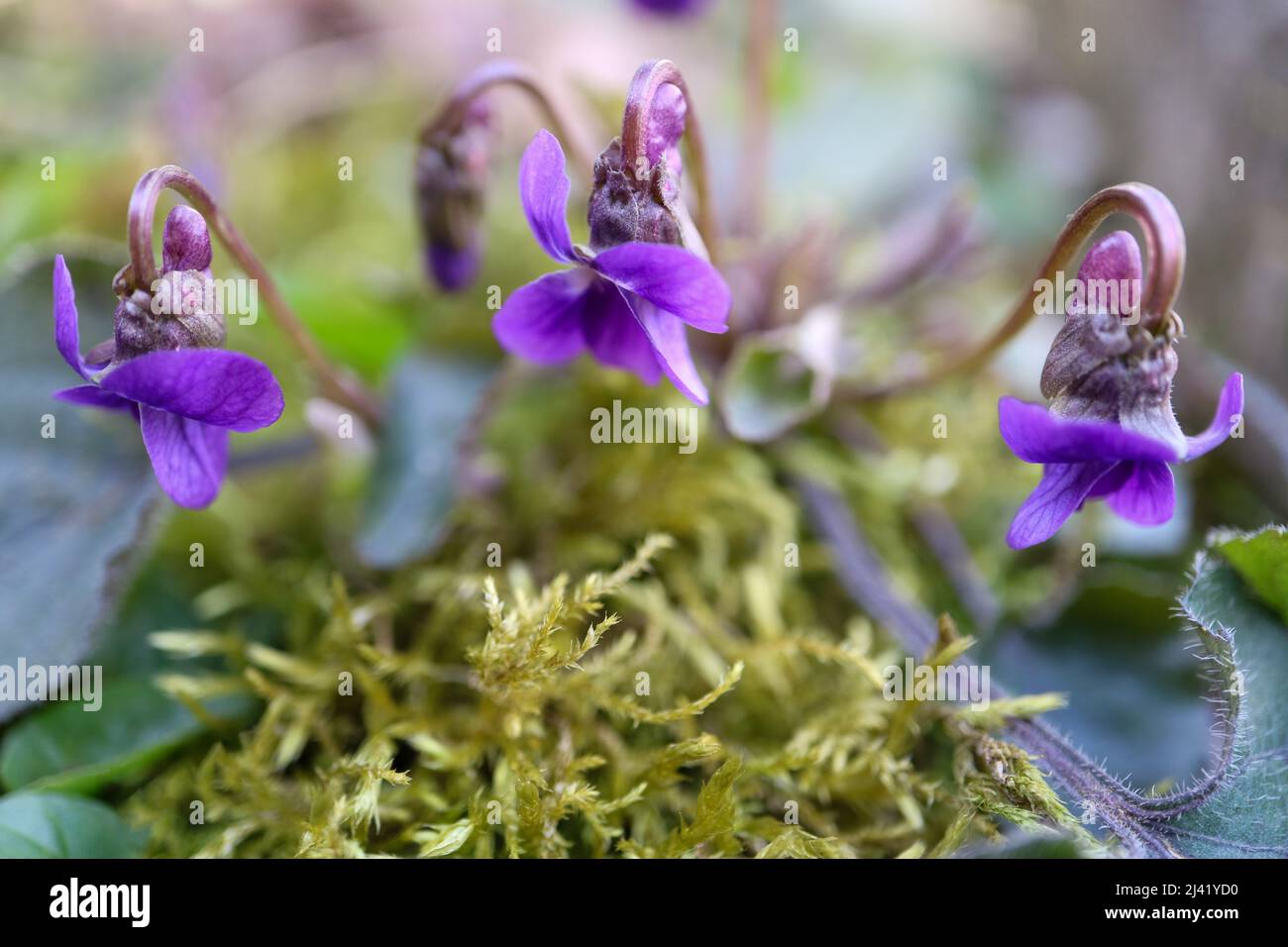 Violets flowers field in garden hi-res stock photography and images - Alamy