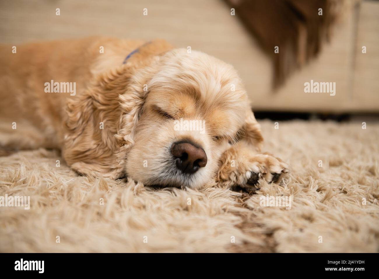 Closeup of a american cocker spaniel sleeping on the carpet in the ...