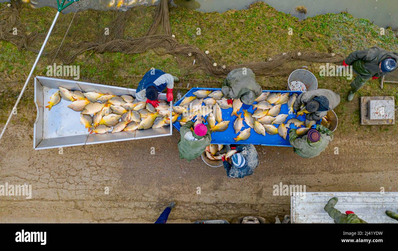 Fish sorting table hi-res stock photography and images - Alamy