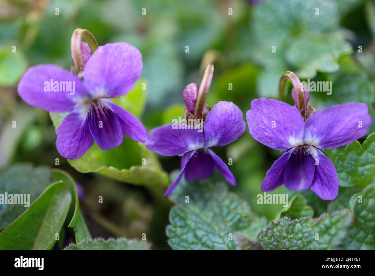 Purple wild violets in the field, purple violets with delicate petals ...