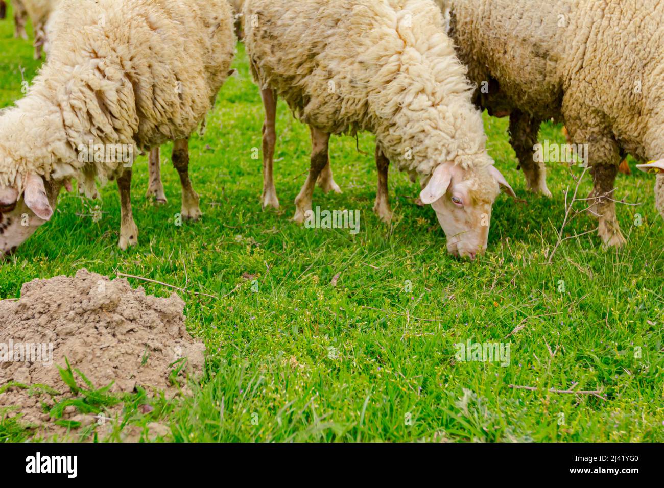 Herd of domestic sheep are grazing grass at green landscape Stock Photo ...