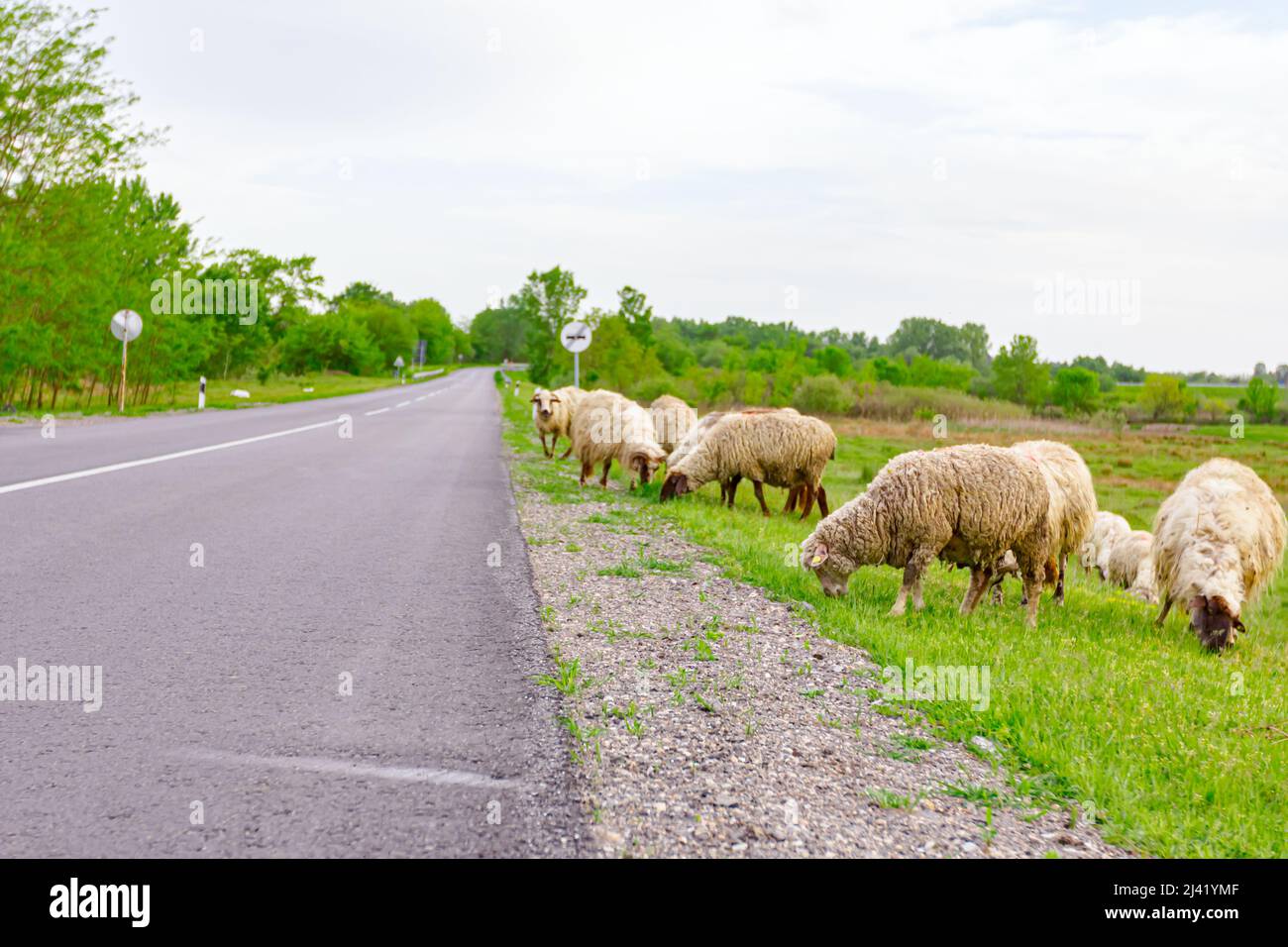 Herd of domestic sheep are grazing grass at green landscape next to the ...
