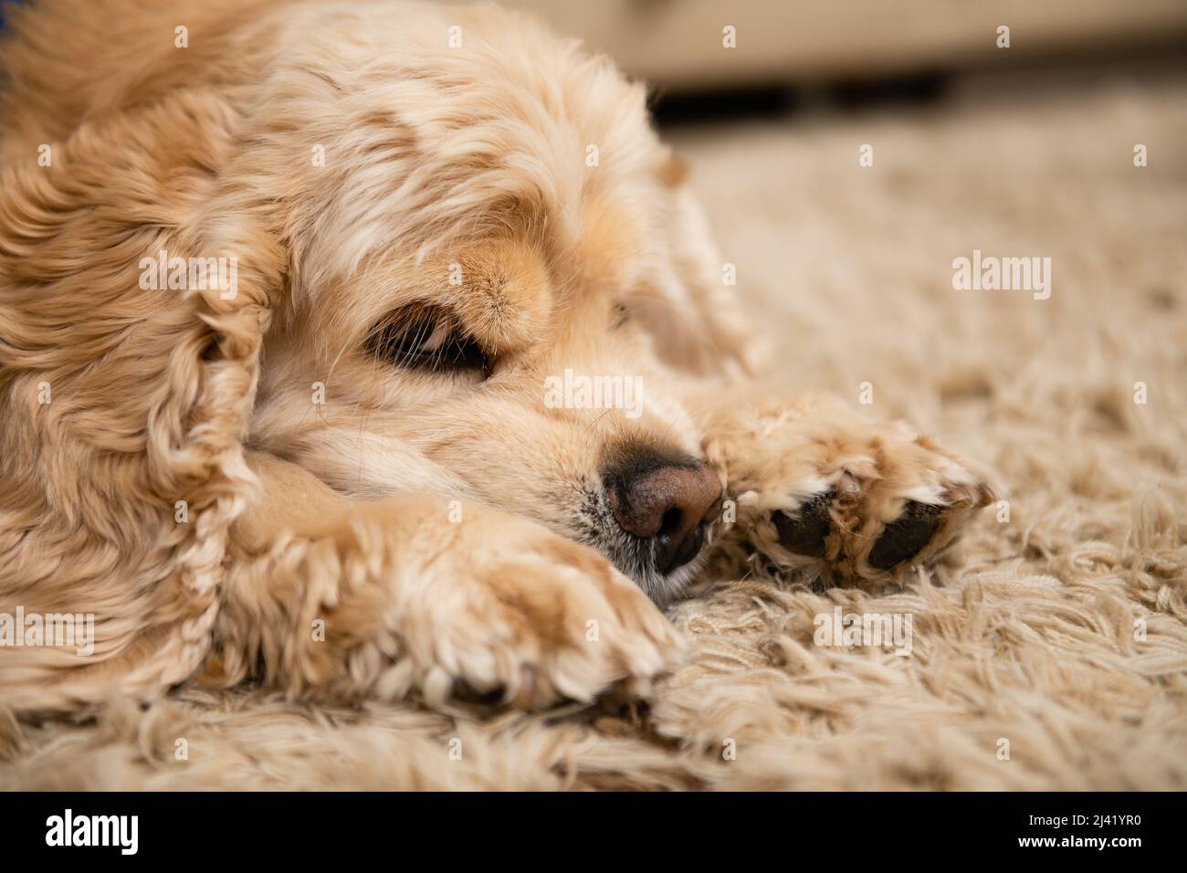 How Long Should A Cocker Spaniel Sleep