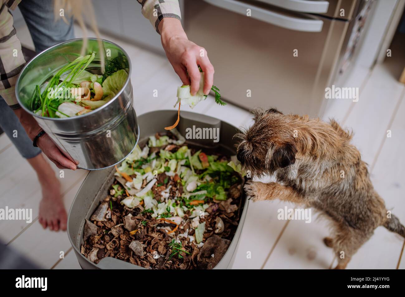 Woman throwing vegetable cuttings in a compost bucket in kitchen Stock ...