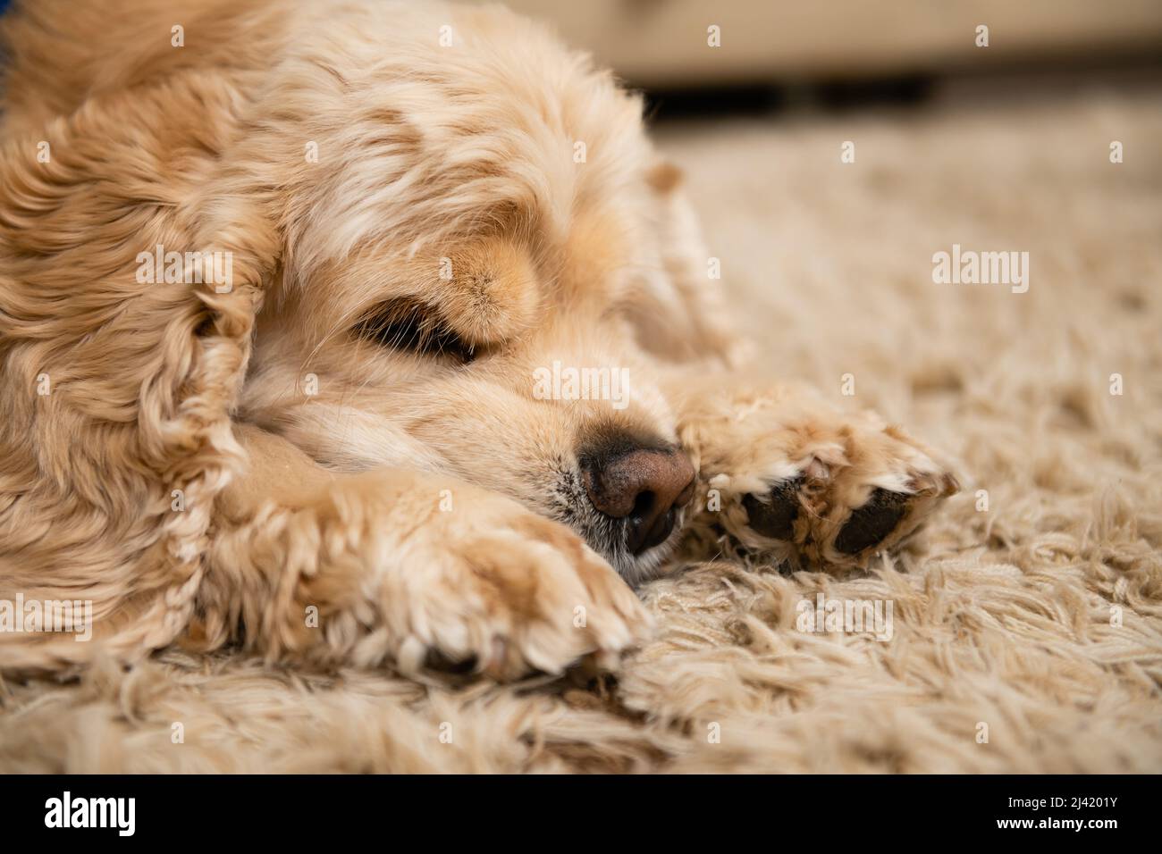 Closeup of a american cocker spaniel sleeping on the carpet in the ...