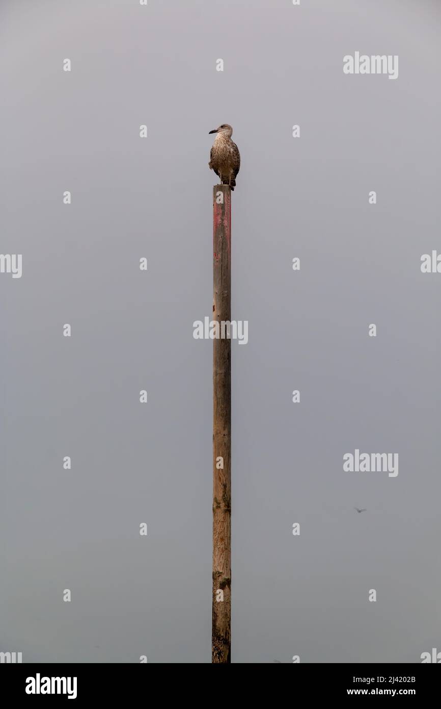 Seagull on a wooden stick hi-res stock photography and images - Alamy