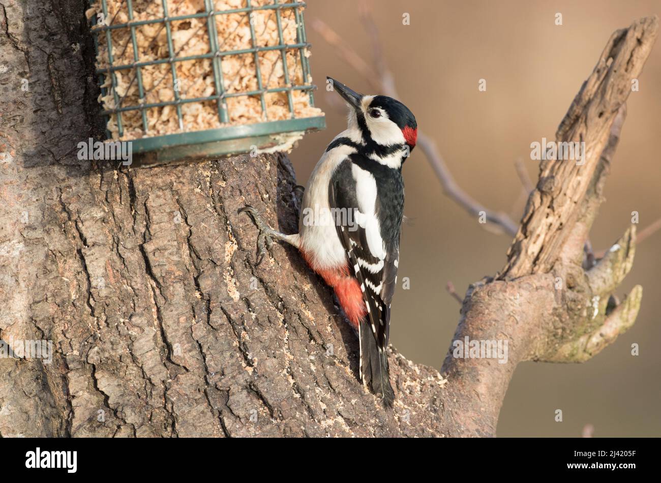 Great Spotted Woodpecker taking an interest in Fish and Chip shop ...