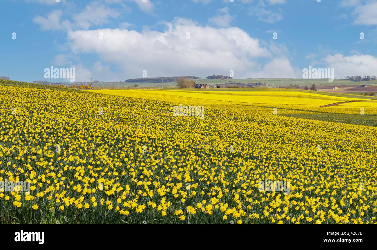 KINNEFF STONEHAVEN SCOTLAND FARMLAND A BLUE SKY WHITE CLOUDS AND FIELDS ...