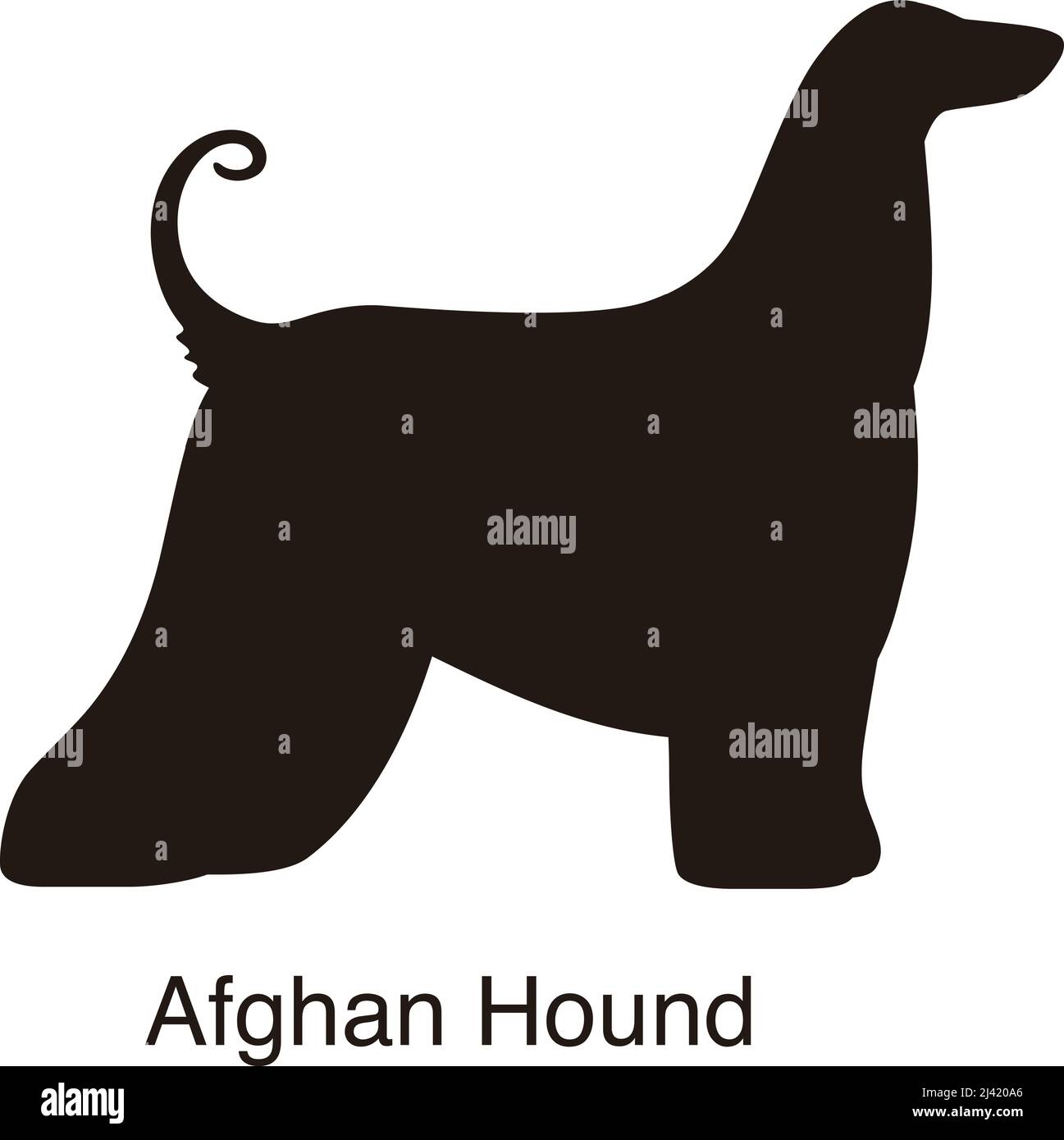 Afghan Hound dog silhouette, side view, vector illustration Stock ...