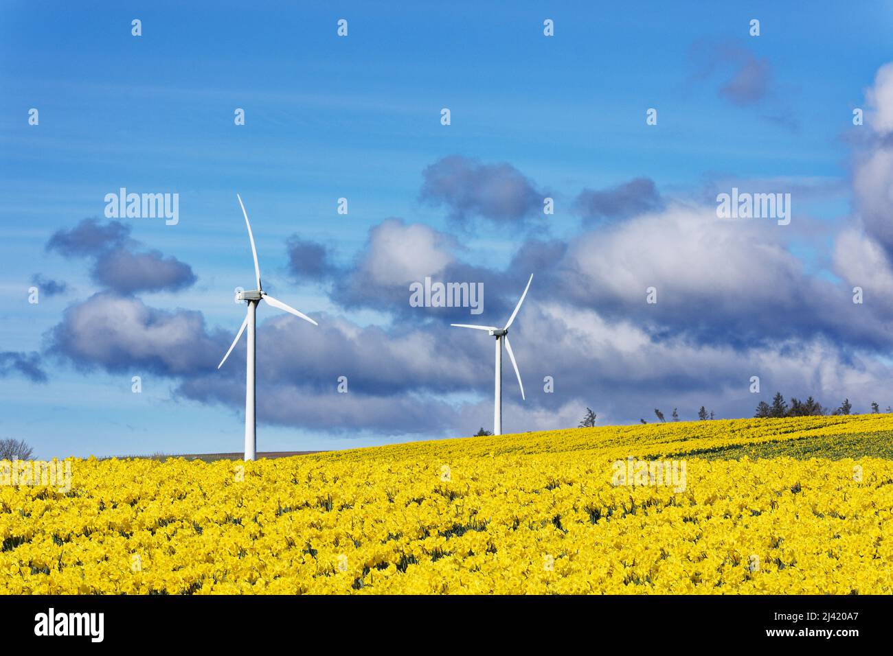 KINNEFF STONEHAVEN SCOTLAND FARMLAND BLUE SKY FIELD OF DAFFODILS AND ...
