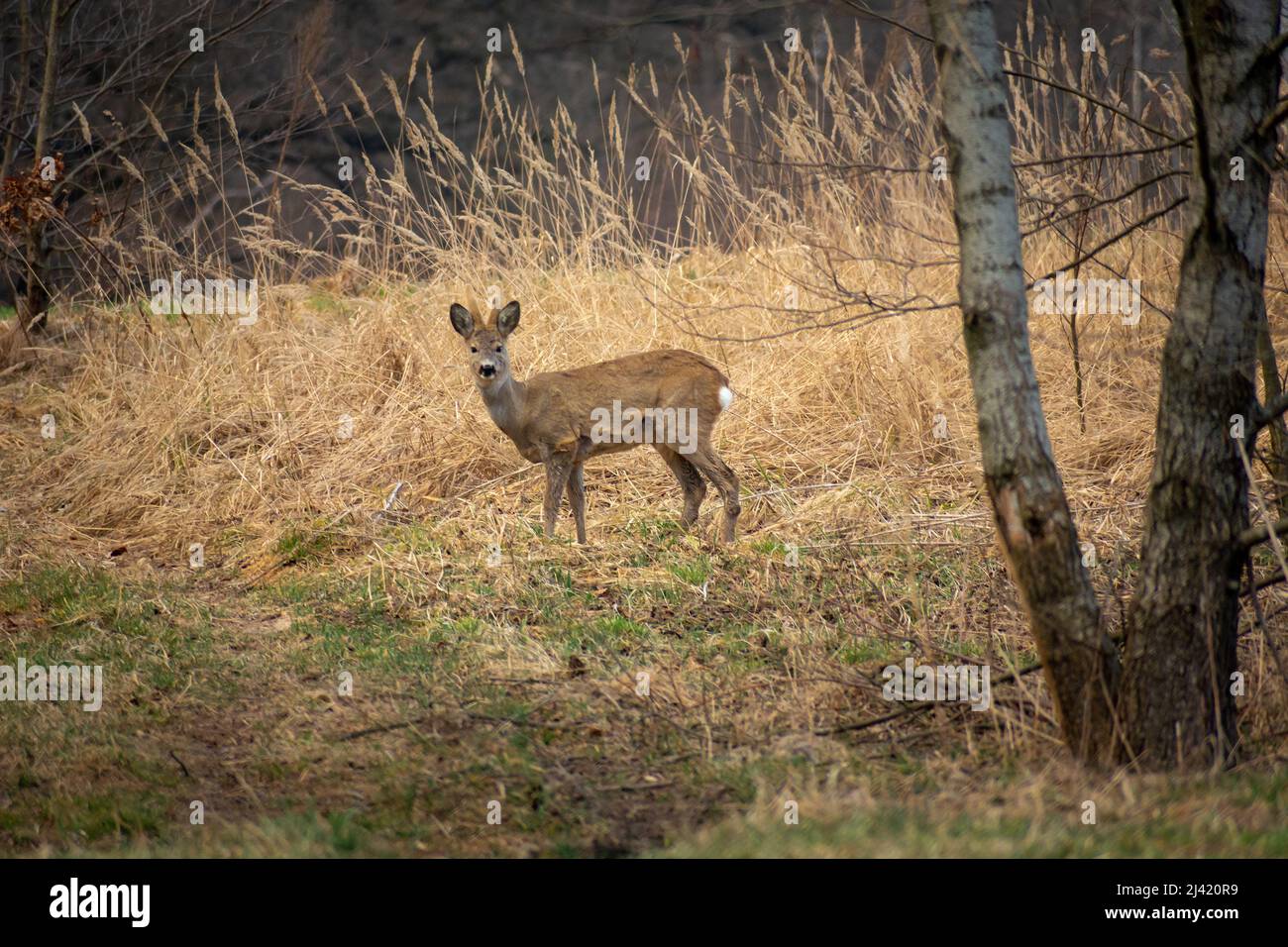 Male roe deer hi-res stock photography and images - Alamy