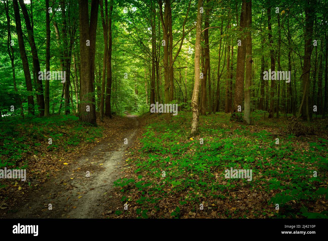 Path in the mysterious green deciduous forest Stock Photo - Alamy