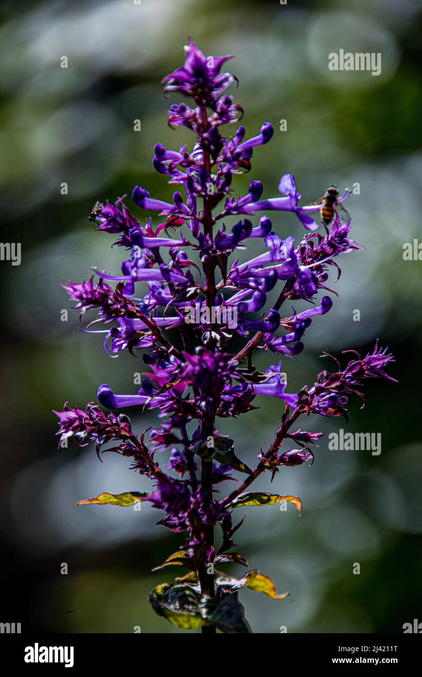 Fine art image of a flower image for background use Stock Photo - Alamy