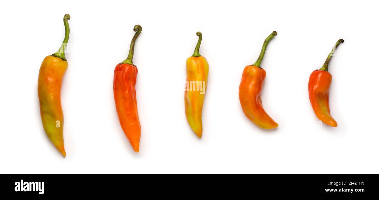 vibrant orange and yellow skin chili peppers, fruit flavored, medium in ...