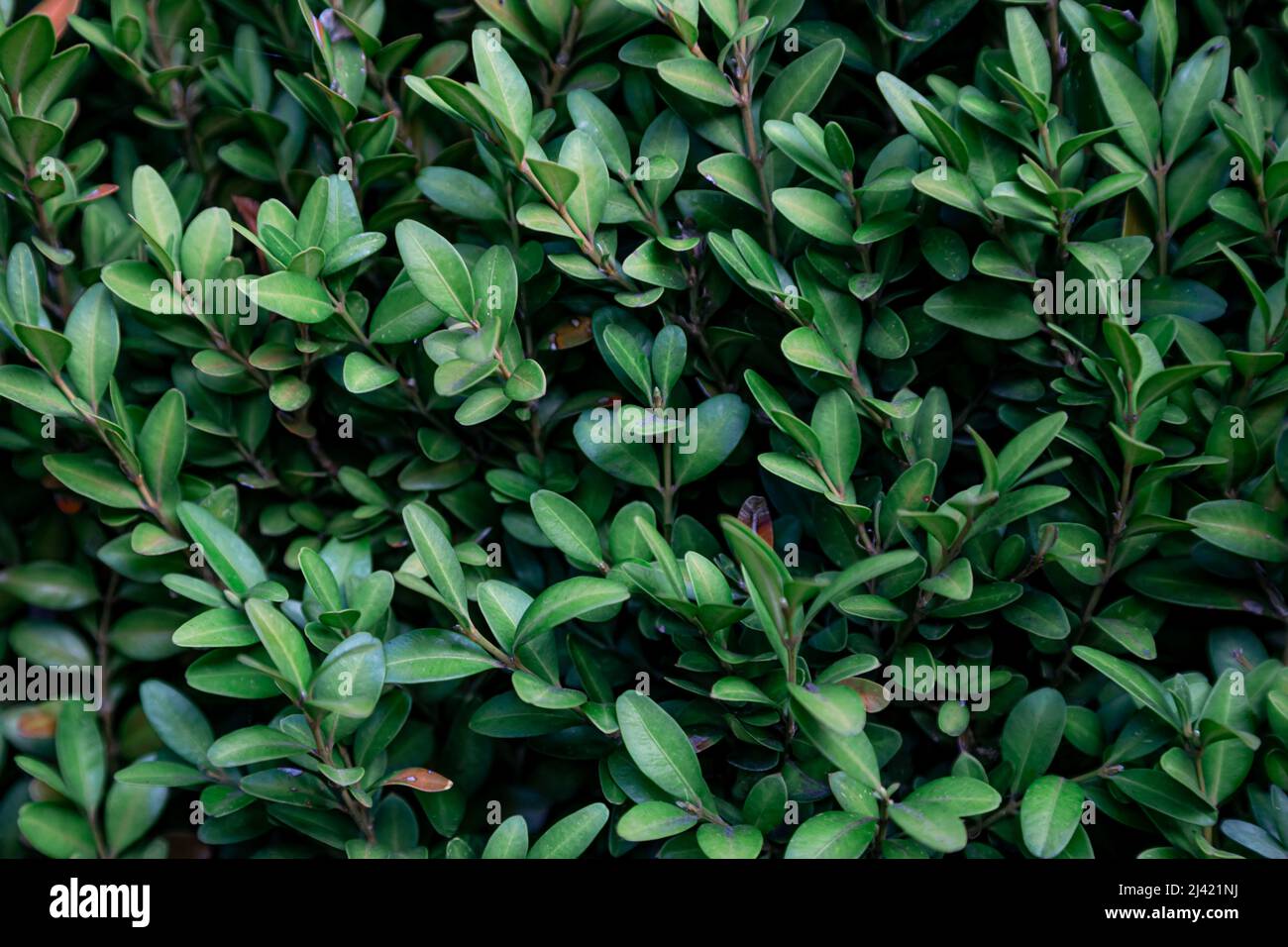 Natural background, texture of green plants close-up Stock Photo - Alamy