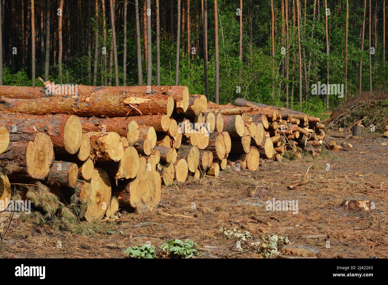 Yellow pine wood logs, cut pine tree timber as a sign of deforestation ...