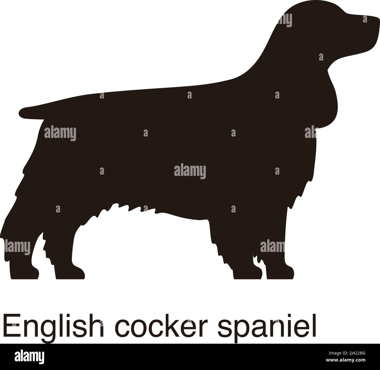 English cocker spaniel dog silhouette, side view, vector illustration ...