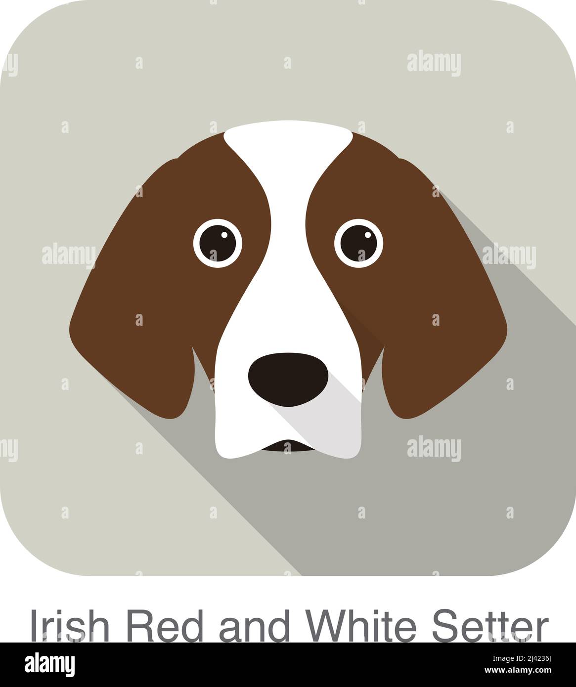 Irish red and white setter terrier dog face portrait, vector ...