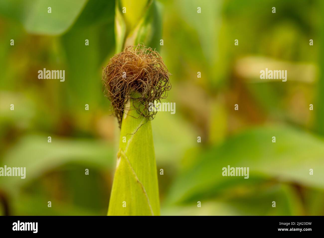 Zea mays, corn or green maize, is an annual grass in the Poaceae grass ...